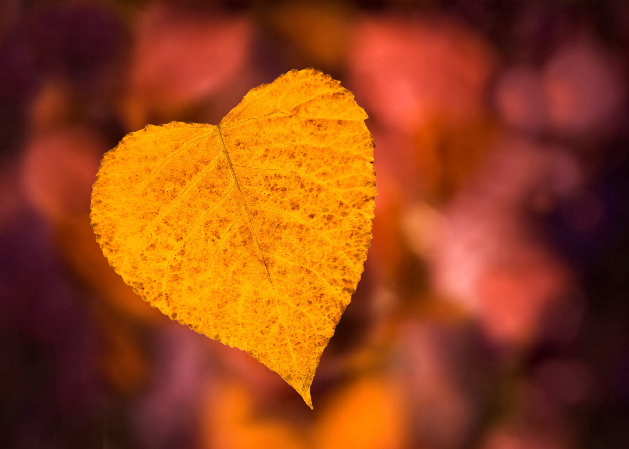 La photo du jour : From autumn with love par Gergana Genova - manu-b.com